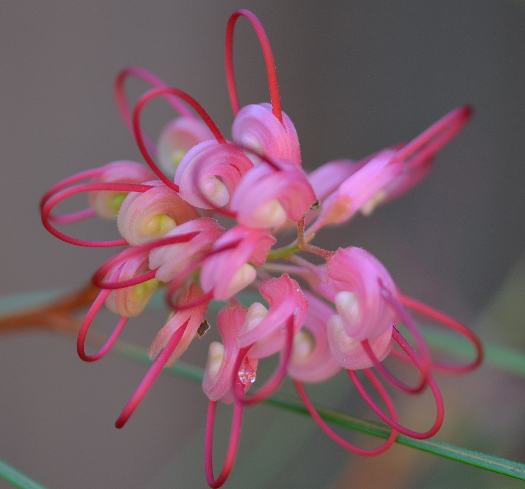 Floraler Zauber – Kopf und Gestalt