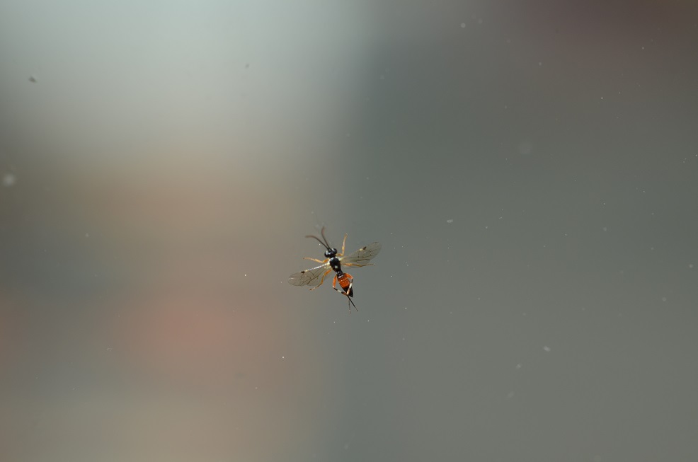 Homotropus – Kopf und Gestalt