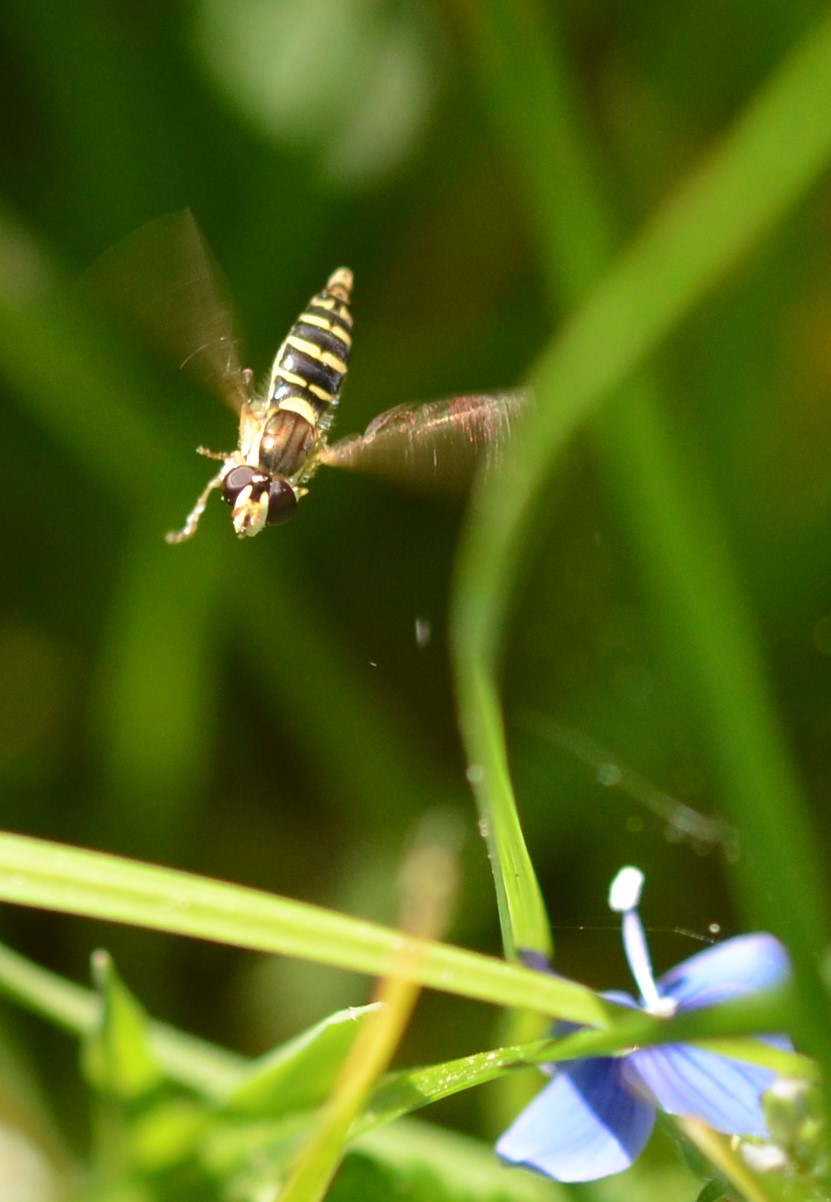 Fliegende – Kopf und Gestalt