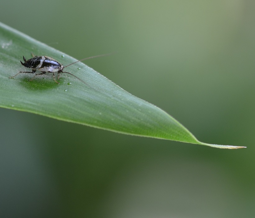 Schäbig oder Schabe? – Kopf und Gestalt