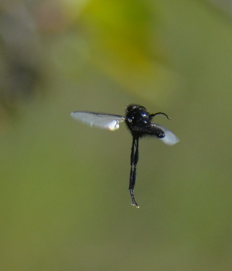 Im Märzen die Fliege – Kopf und Gestalt